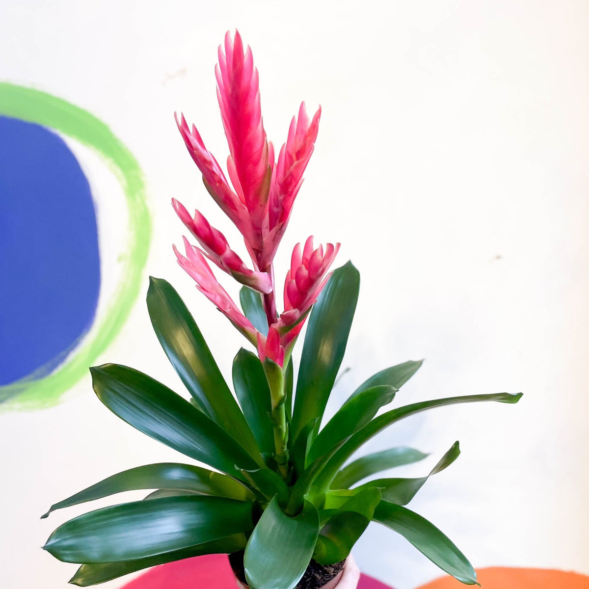 Flaming Sword Bromeliad - Vriesea 'Intenso Pink' – Sprouts of Bristol