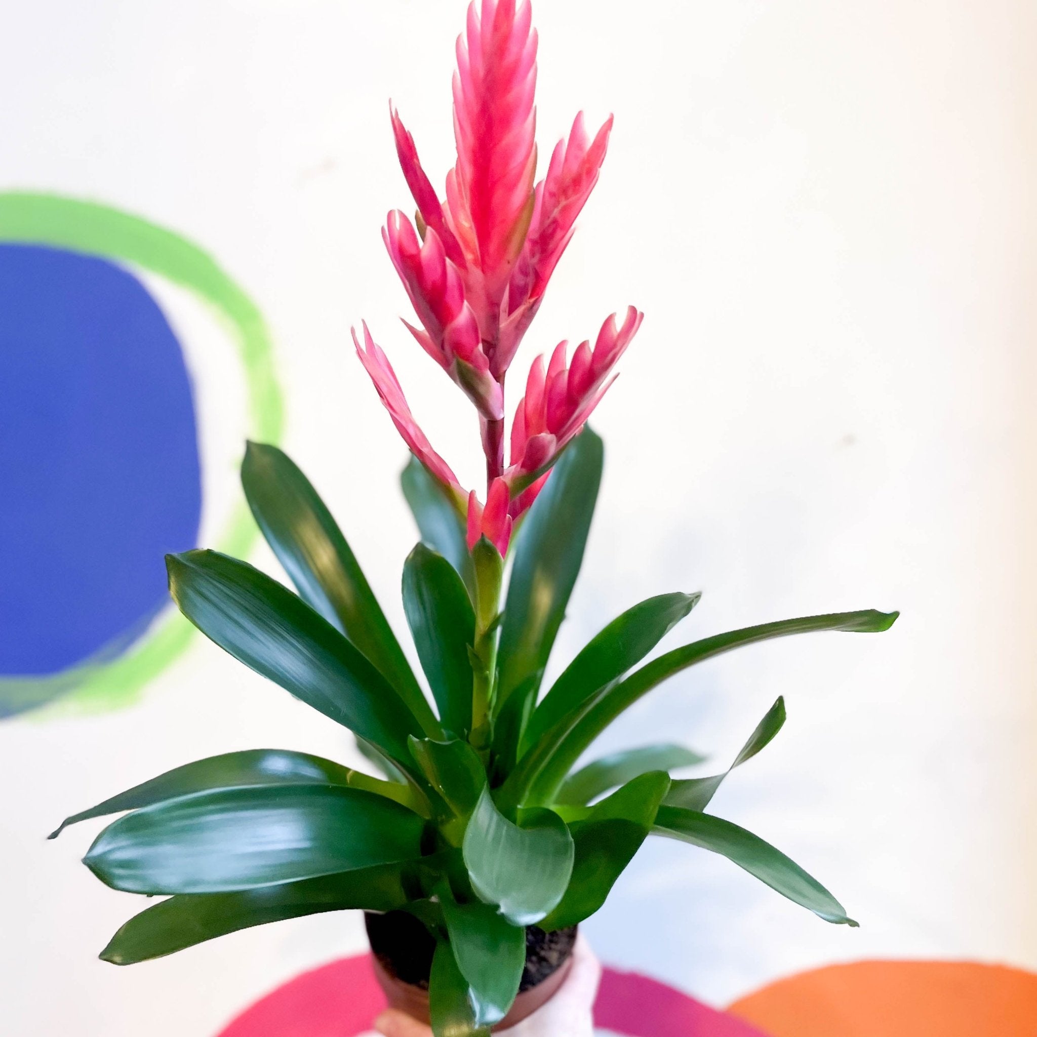 Flaming Sword Bromeliad - Vriesea 'Intenso Pink' – Sprouts of Bristol