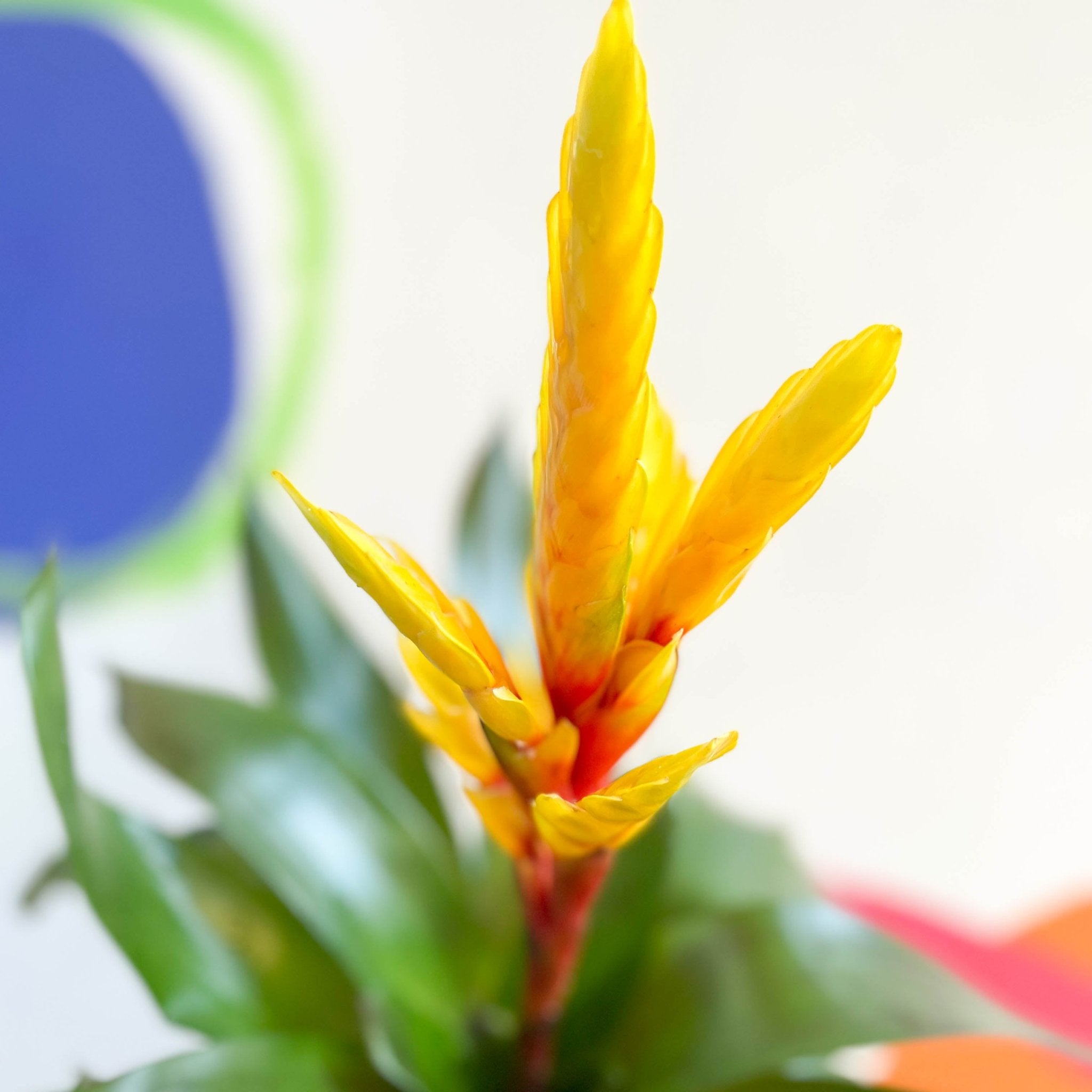 Flaming Sword Bromeliad - Vriesea 'Intenso Yellow' – Sprouts of Bristol