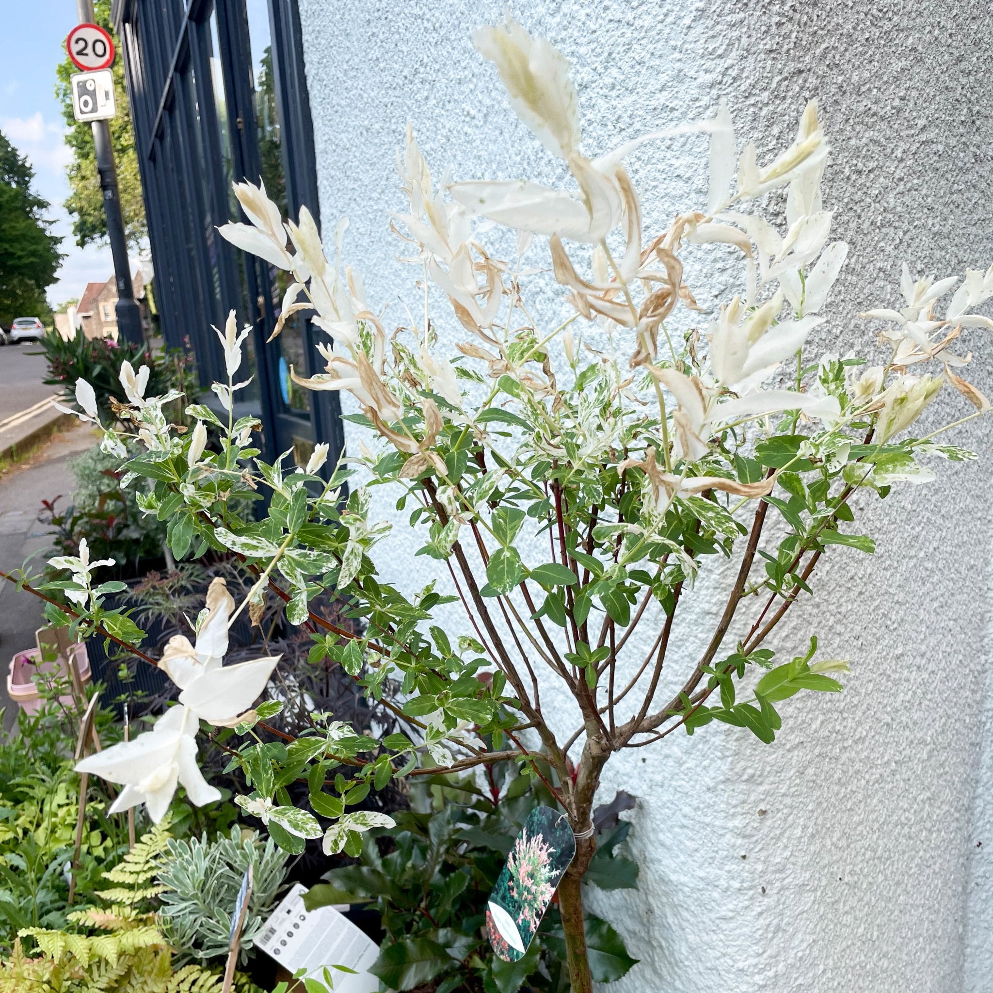 Flamingo Tree - Salix integra 'Hakuro-nishiki' - Deciduous Shrub ...