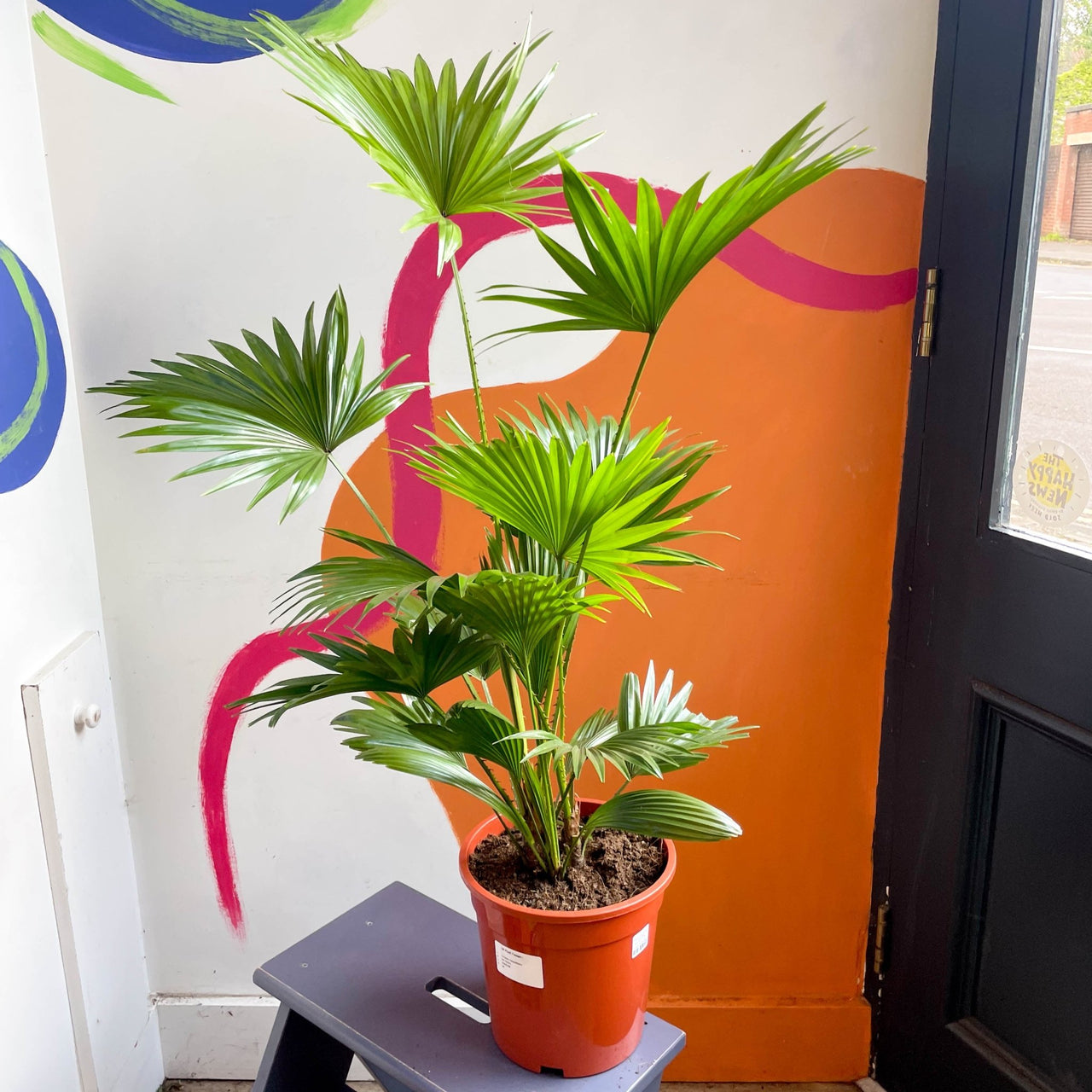 Footstool Palm - Livistona rotundifolia – Sprouts of Bristol