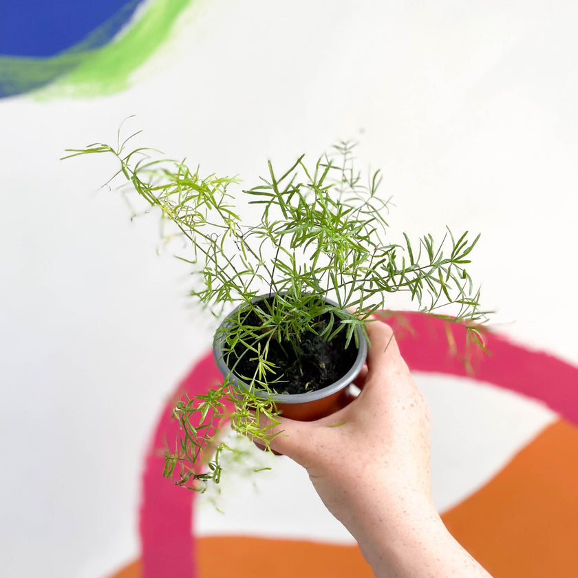 Asparagus densiflorus 'Sprengeri' - Foxtail Fern - British Grown ...