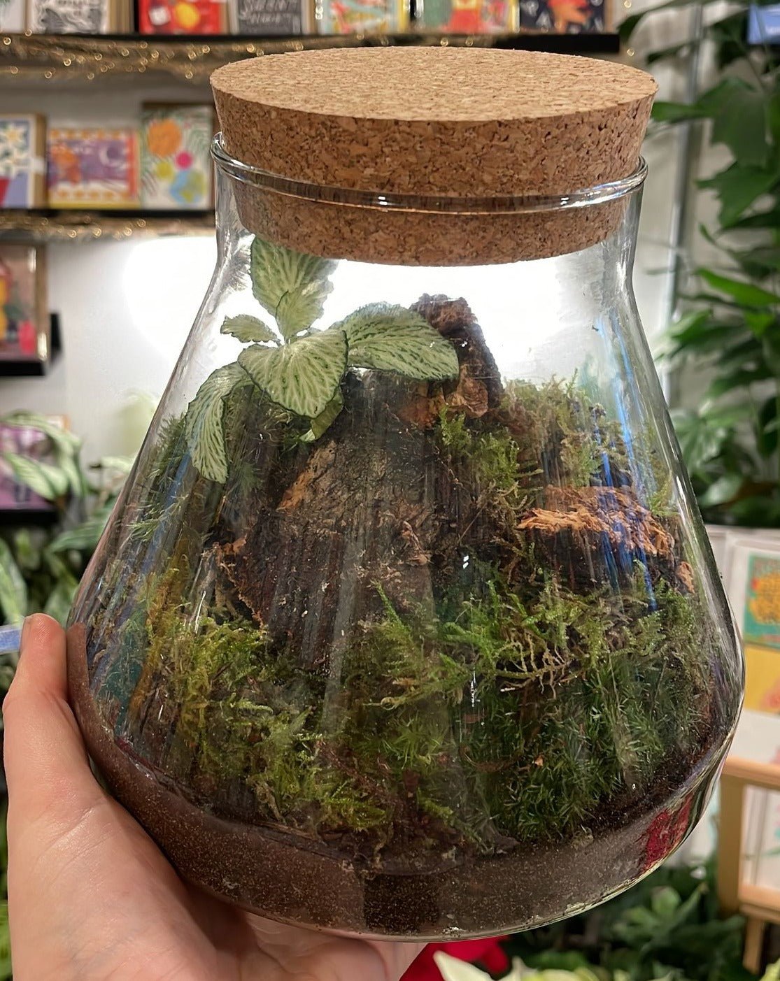 Glass Beaker - Bioactive Terrarium – Sprouts of Bristol