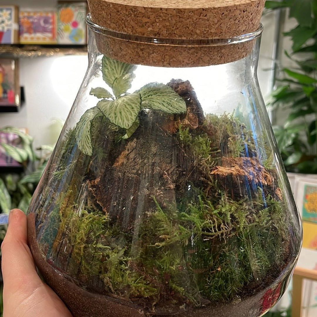 Glass Beaker - Bioactive Terrarium – Sprouts of Bristol