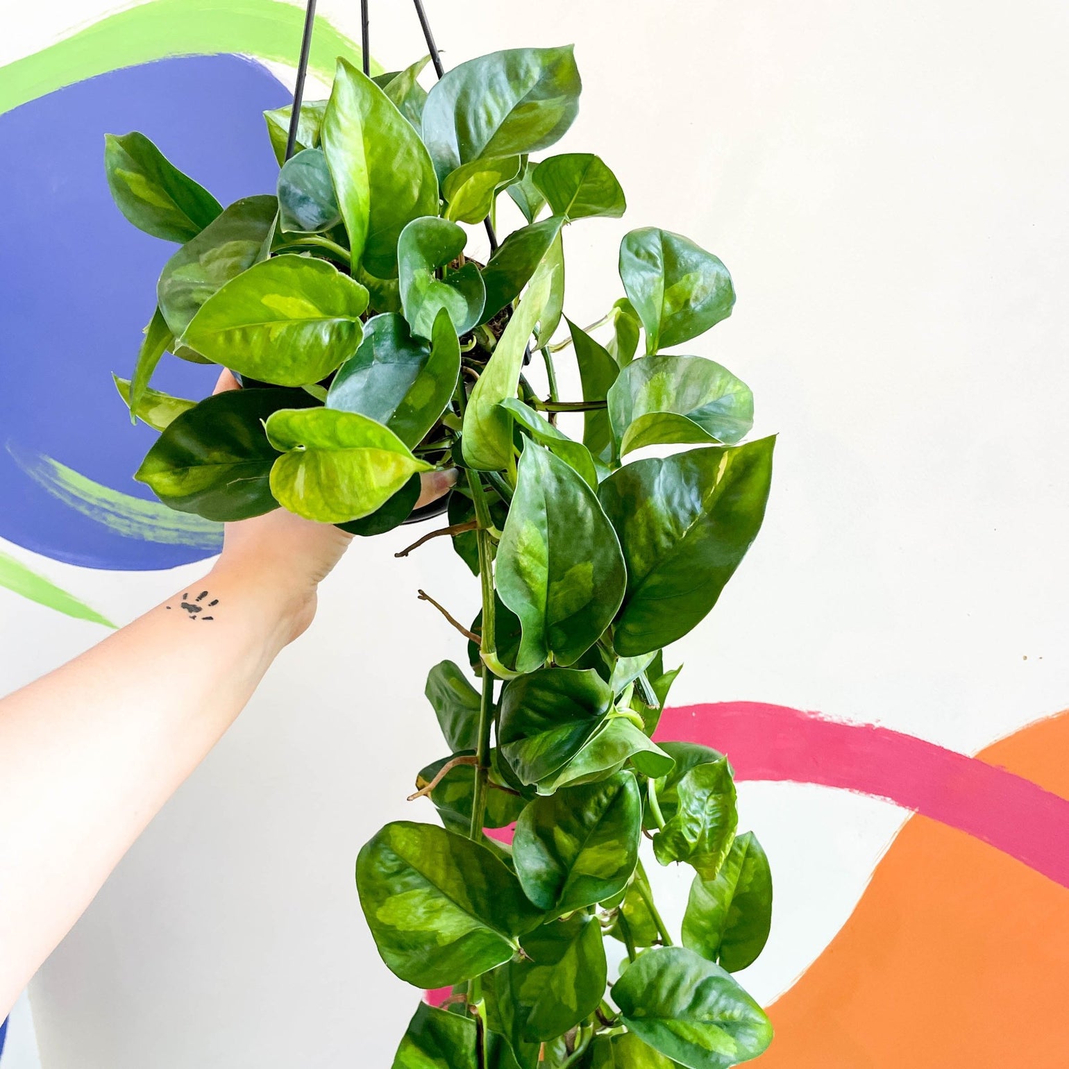 Epipremnum aureum 'Global Green' - Global Green Pothos – Sprouts of Bristol