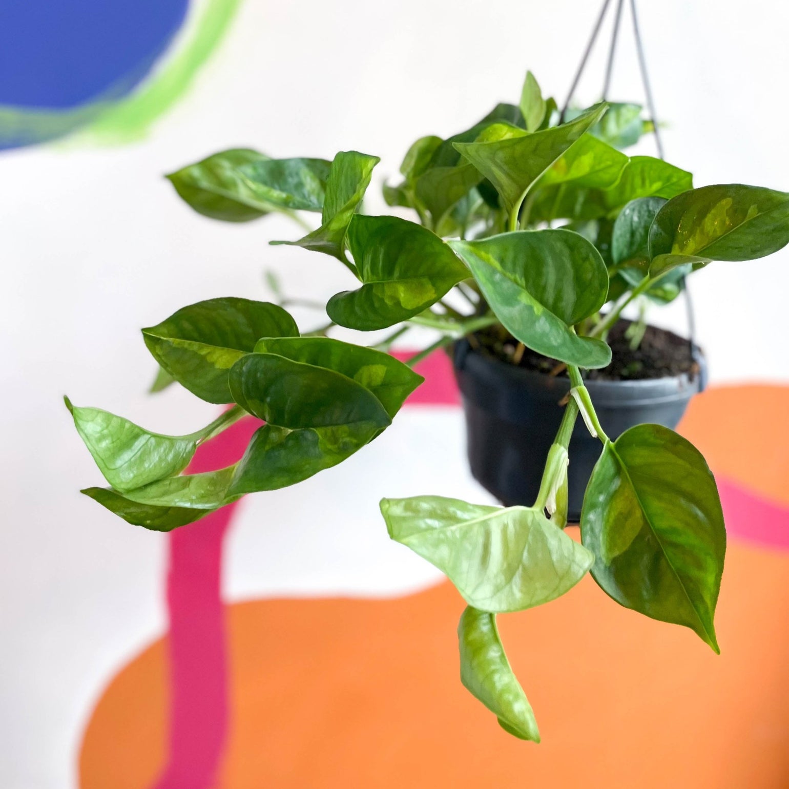 Epipremnum aureum 'Global Green' - Global Green Pothos – Sprouts of Bristol