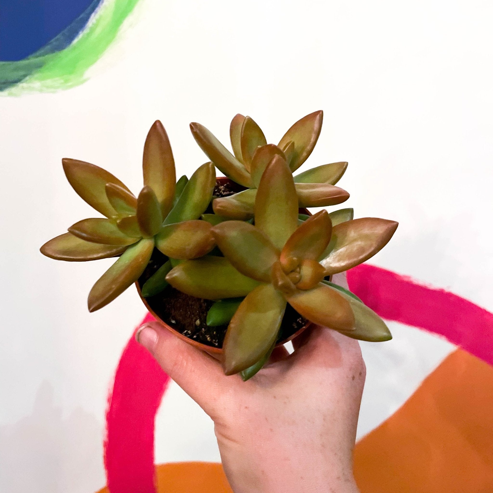 Sedum adolphi - Golden Sedum – Sprouts of Bristol