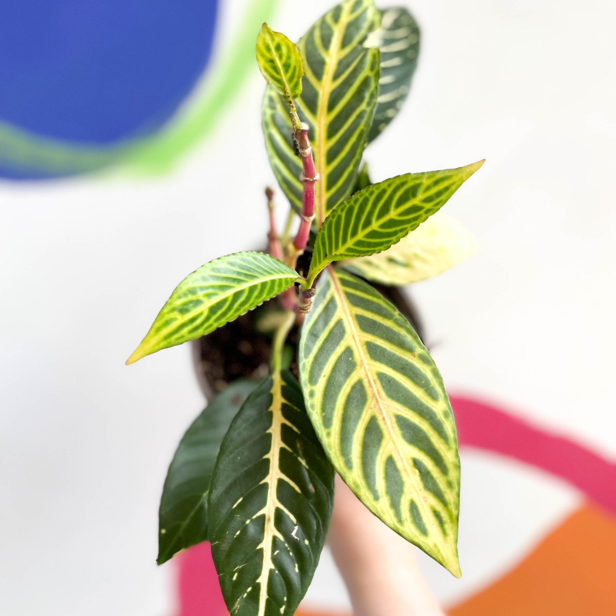 Golden Vein Plant - Sanchezia nobilis - British Grown – Sprouts of Bristol