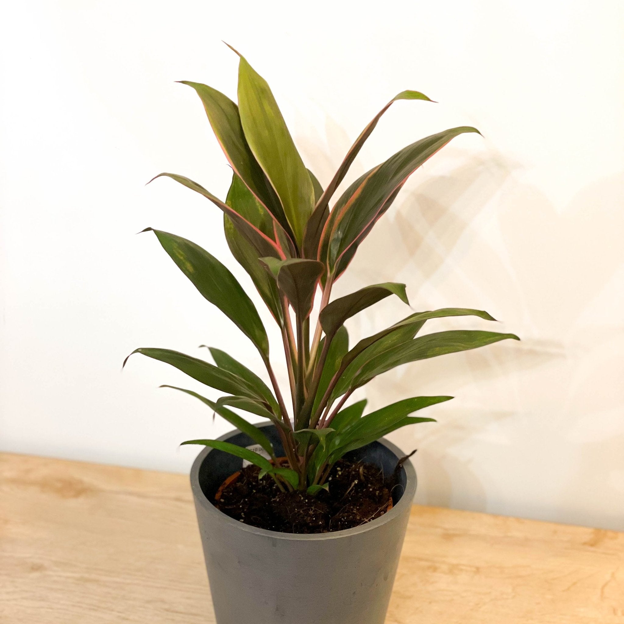 Good Luck Plant - Cordyline fruticosa 'Pink Diamond' – Sprouts of Bristol