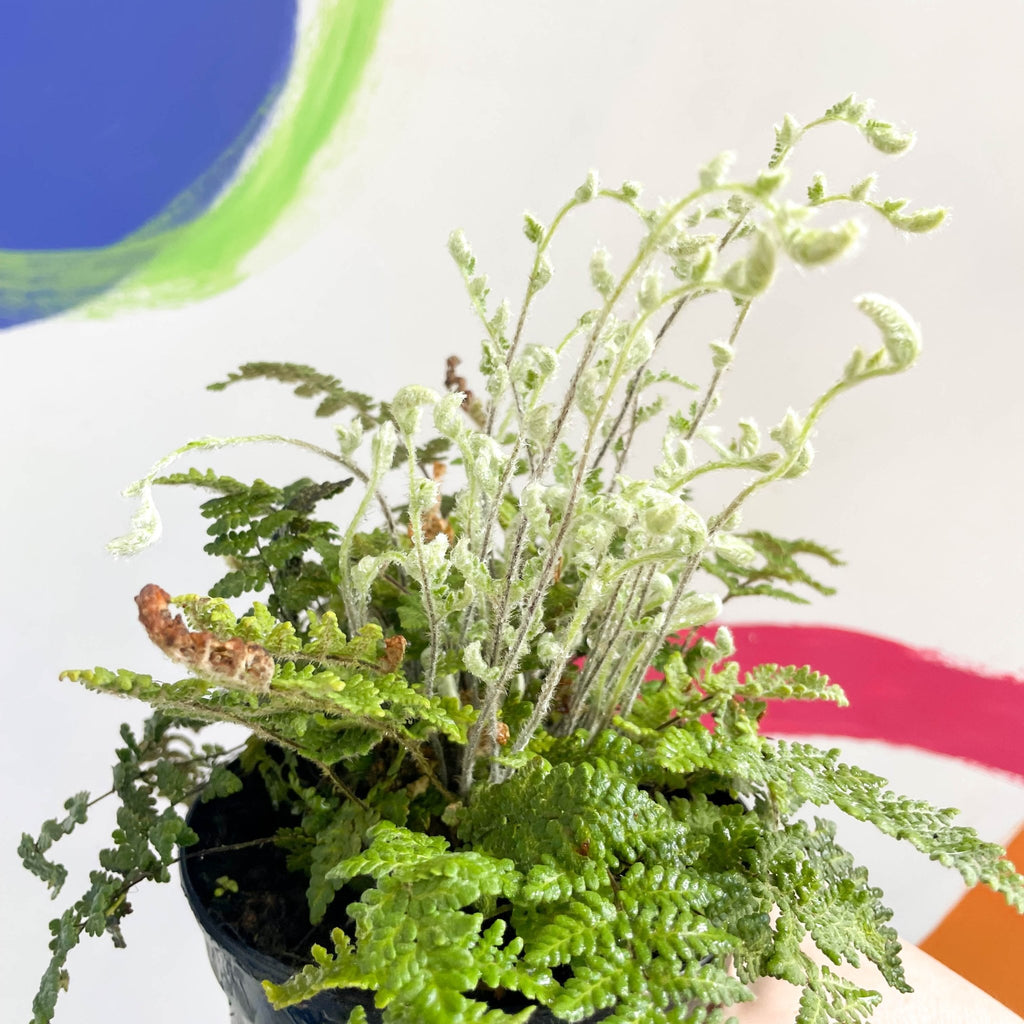 Hairy Lip Fern - Cheilanthes lanosa - British Grown - Hardy Semi Everg ...