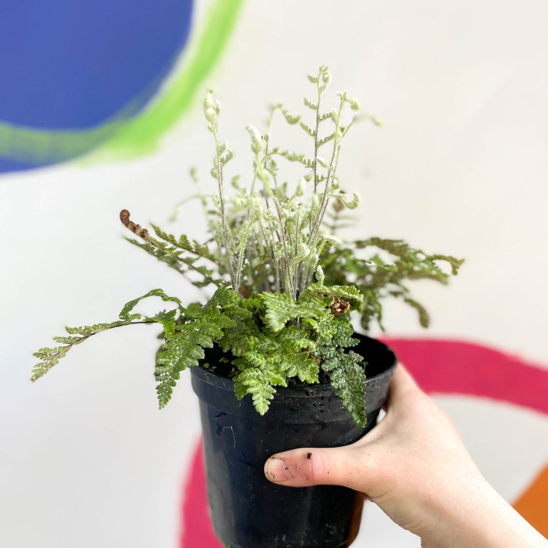 Hairy Lip Fern - Cheilanthes lanosa - British Grown - Hardy Semi Everg ...