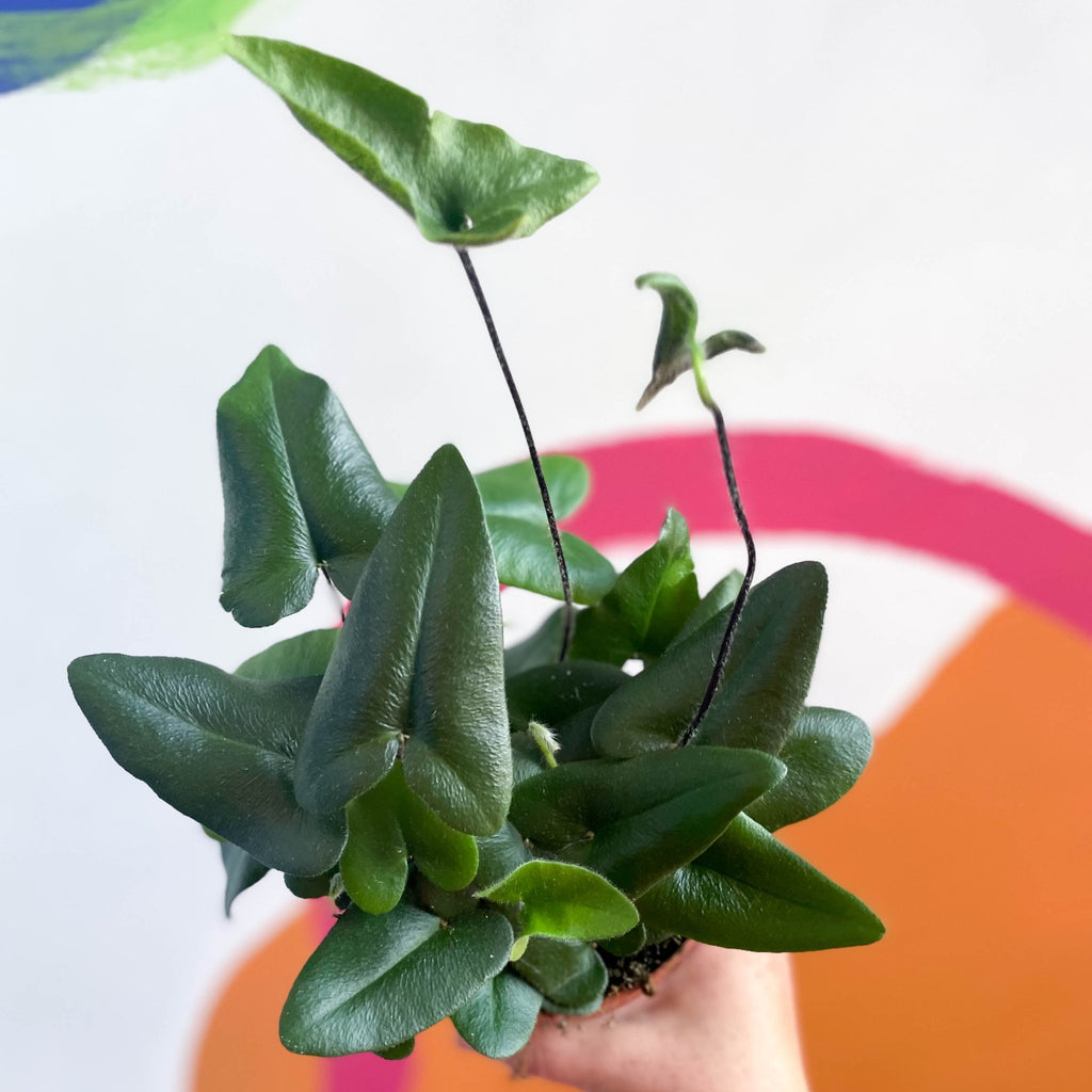 Heart Fern - Hemionitis arifolia – Sprouts of Bristol