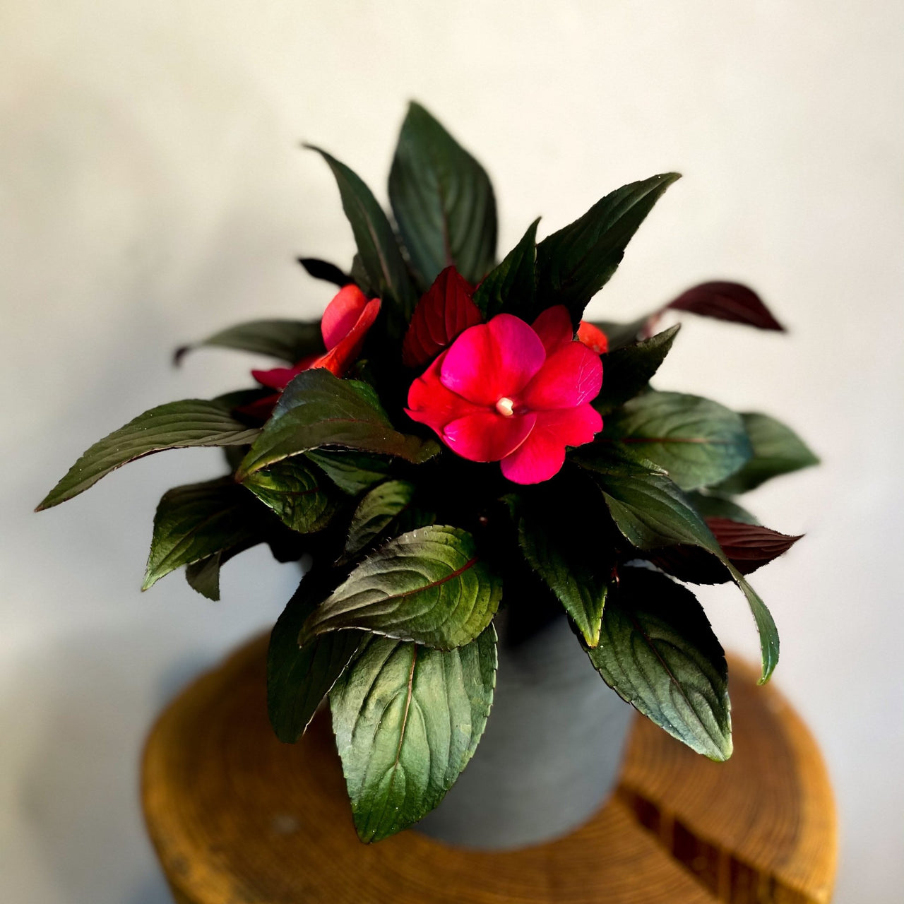 Hot Pink Busy Lizzie - Impatiens 'New Guinea' – Sprouts of Bristol