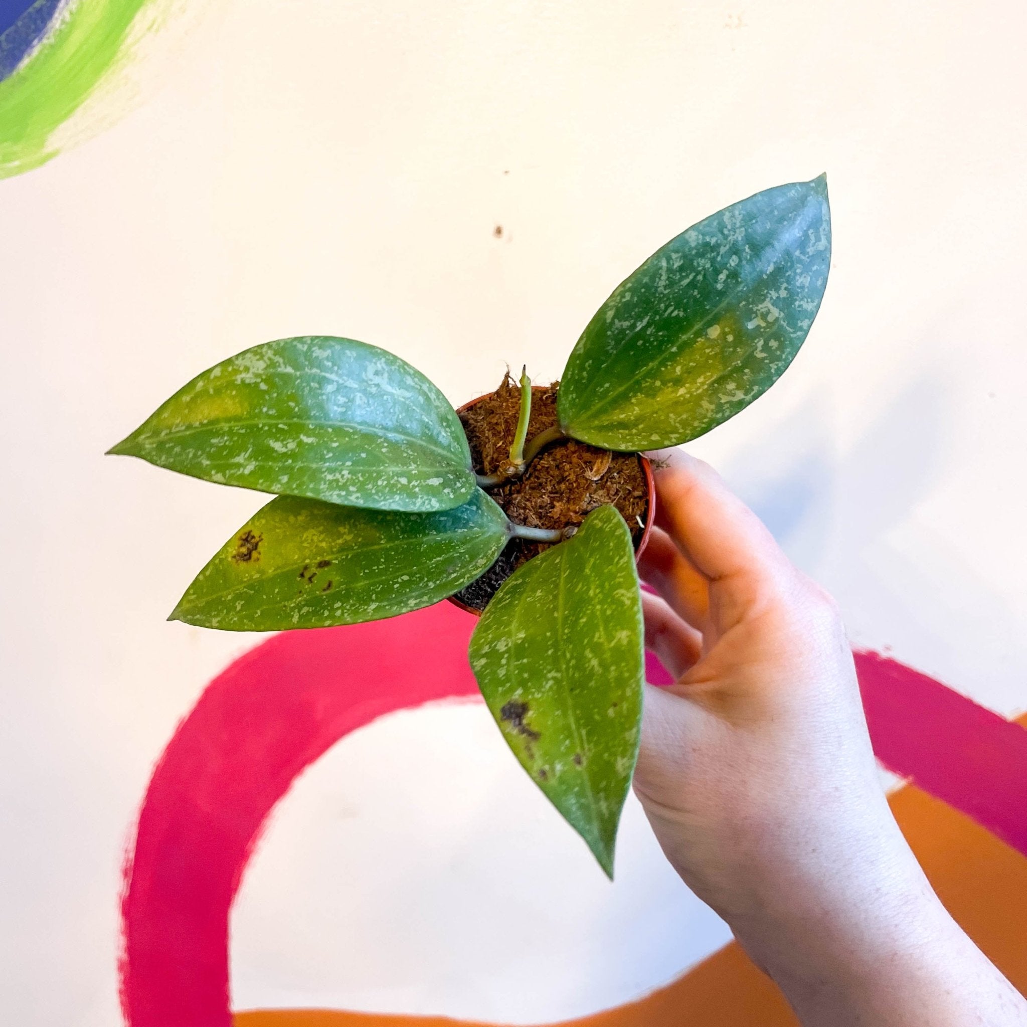 Hoya merrillii 'Splash' – Sprouts of Bristol