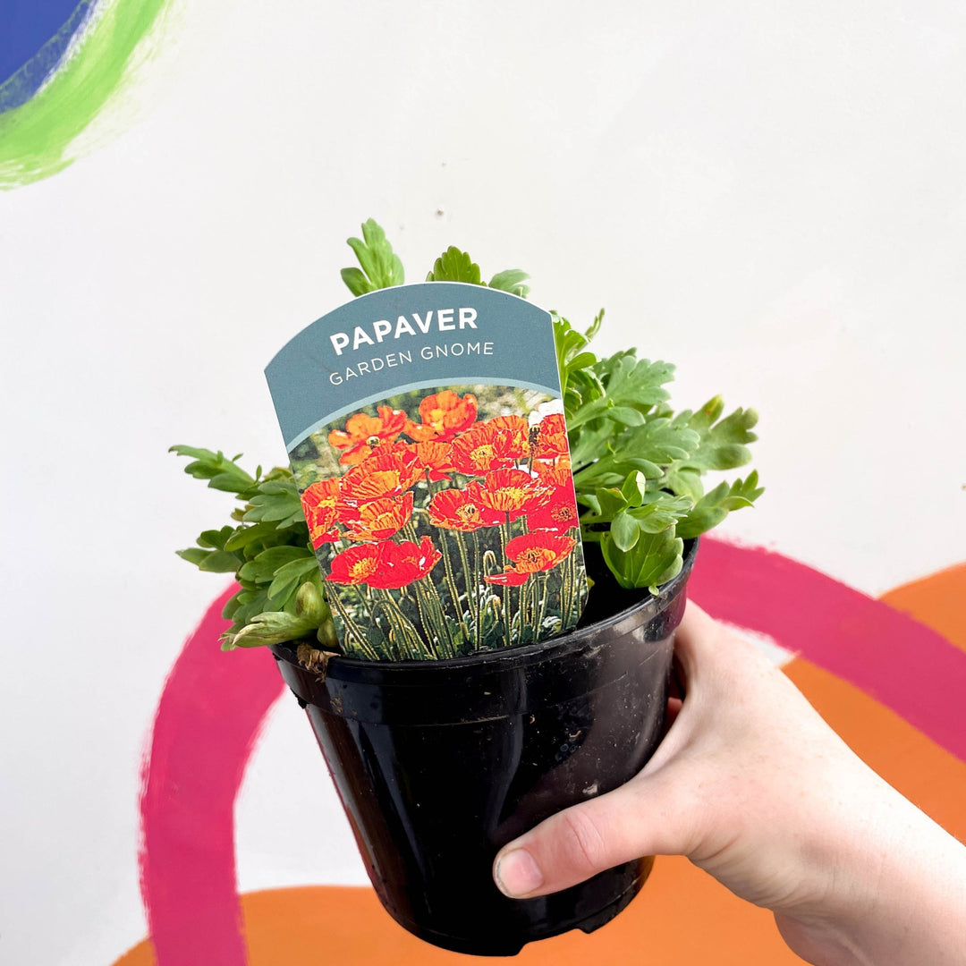 Icelandic poppy - Papaver nudicaule 'Garden Gnome' - British Grown Per ...