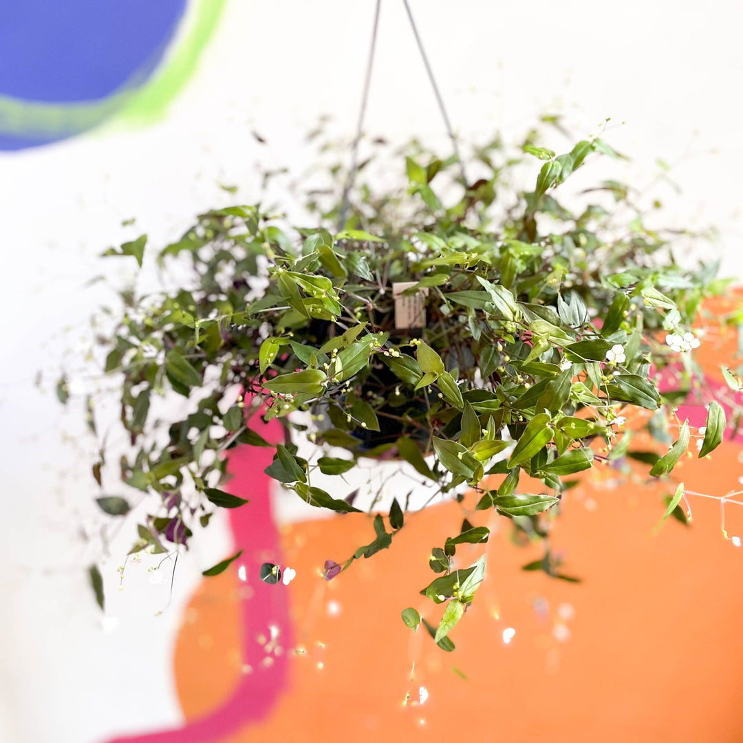Inch Plant - Tradescantia gibasis 'Bridal Veil' - Welsh Grown – Sprouts ...