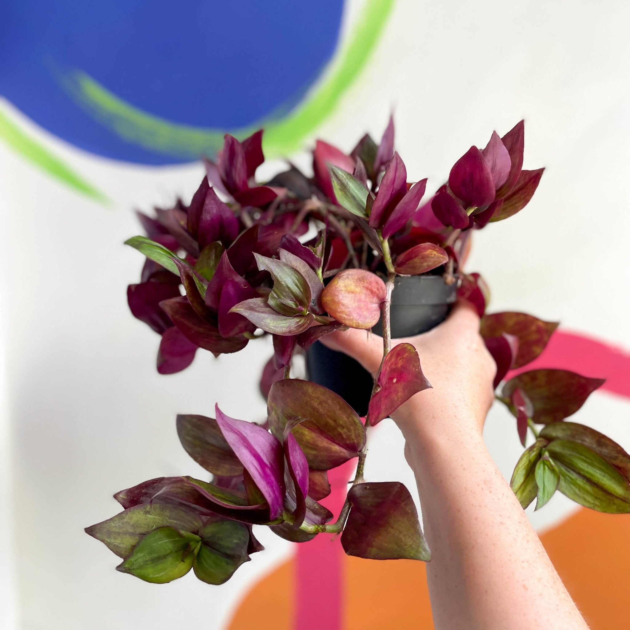 Inch Plant - Tradescantia zebrina 'Flame Dance' - Welsh Grown – Sprouts ...