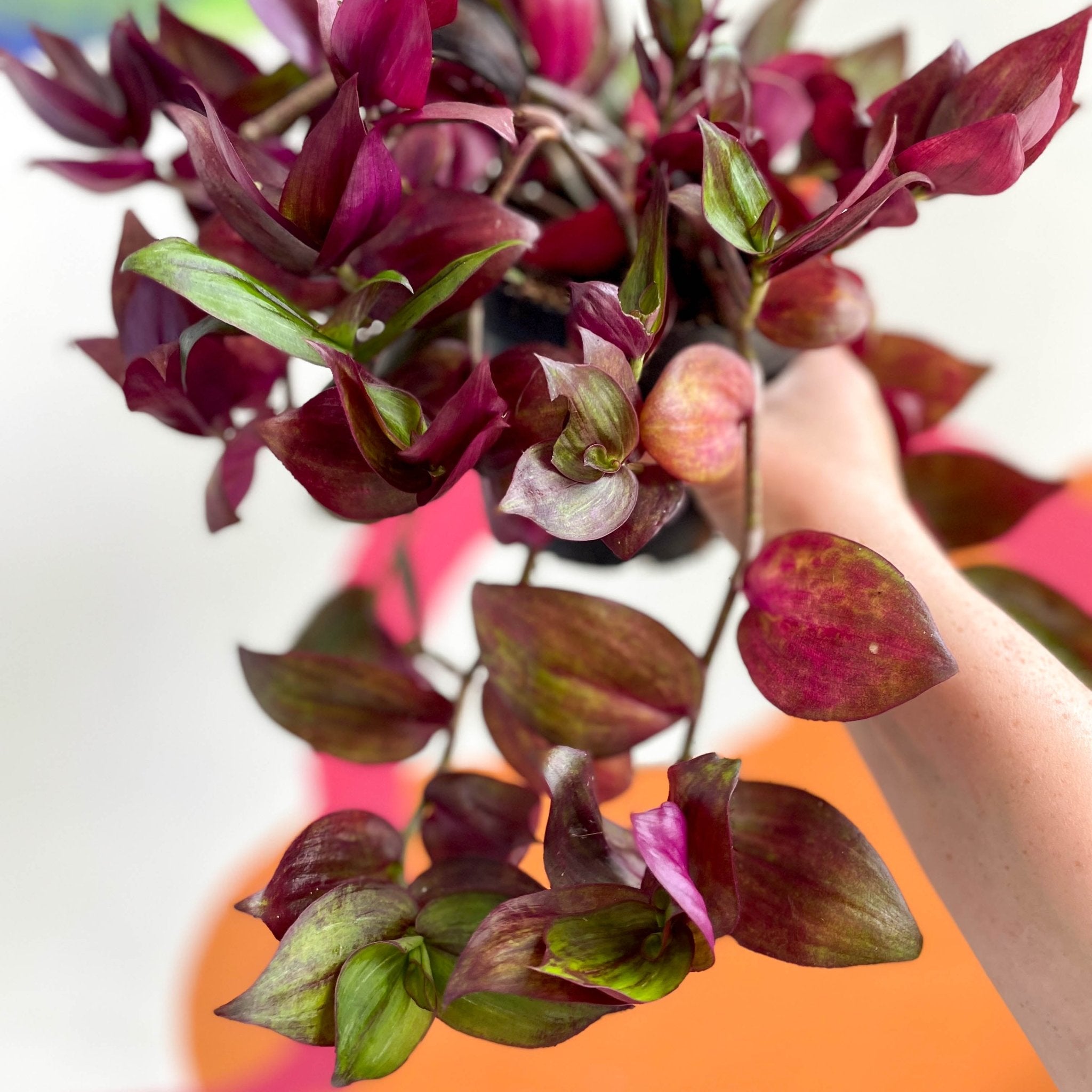 Inch Plant - Tradescantia zebrina 'Flame Dance' - Welsh Grown – Sprouts ...