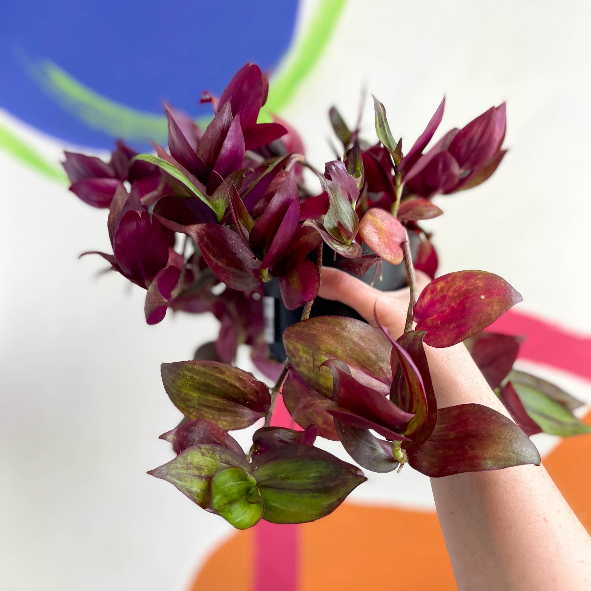 Inch Plant - Tradescantia zebrina 'Flame Dance' - Welsh Grown – Sprouts ...