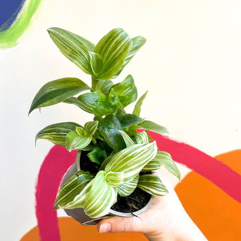 Inch Plant - Tradescantia zebrina 'Silver Queen' - British Grown ...