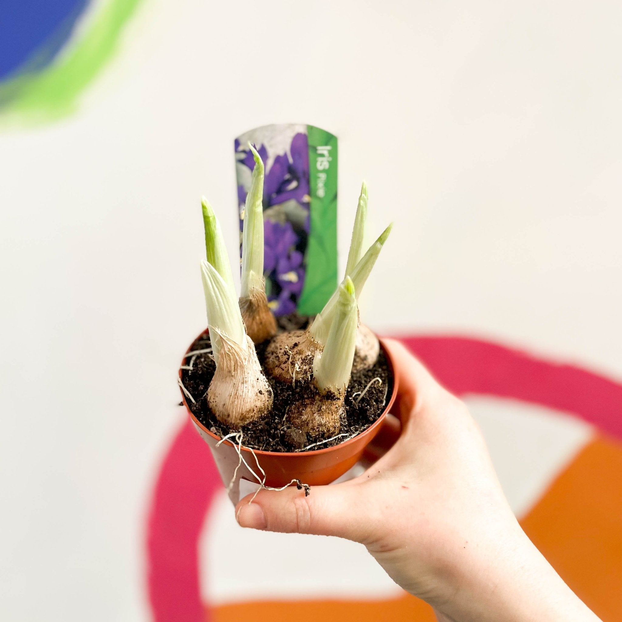 Iris reticulata 'Pixie' – Sprouts of Bristol