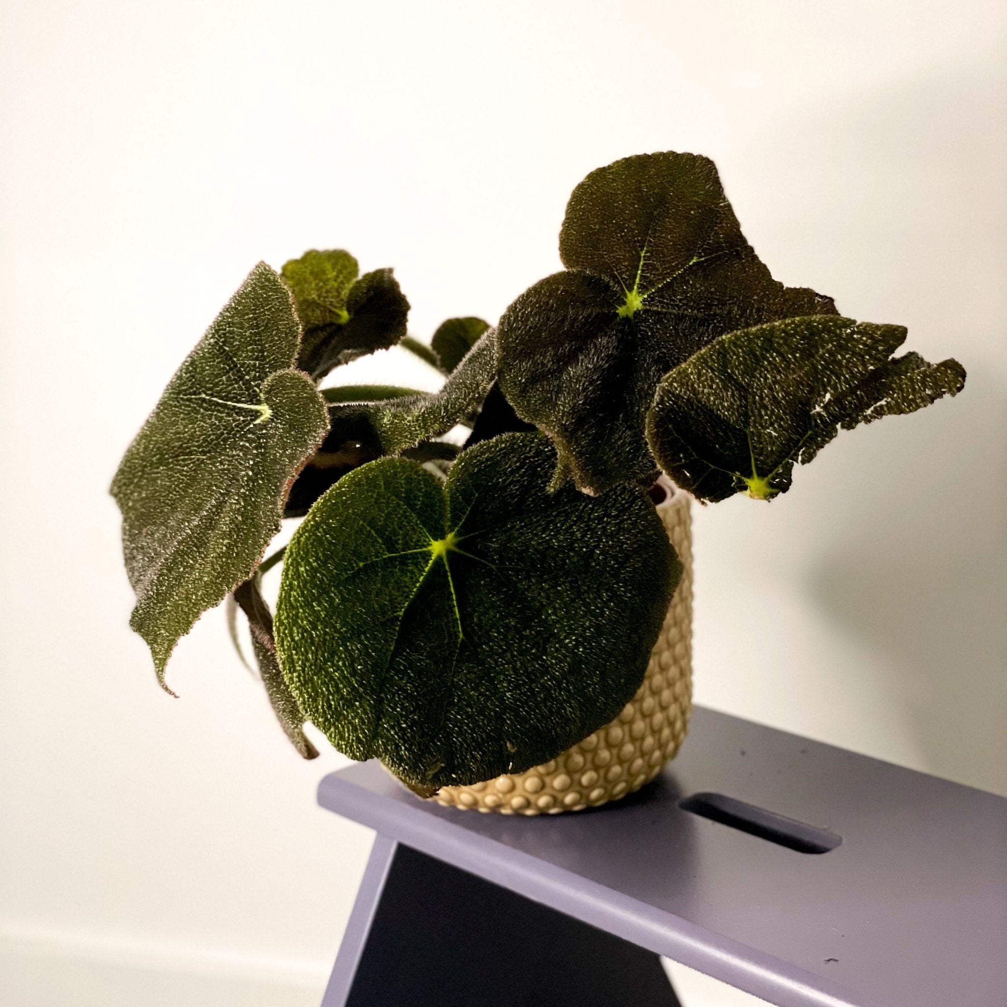 Begonia masoniana 'River' – Sprouts of Bristol