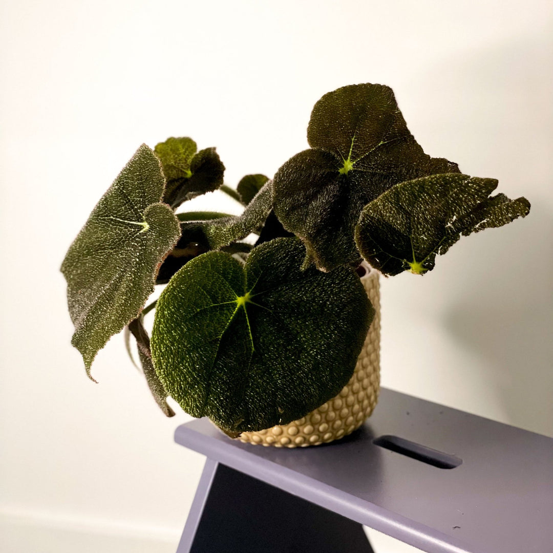 Begonia masoniana 'River' – Sprouts of Bristol