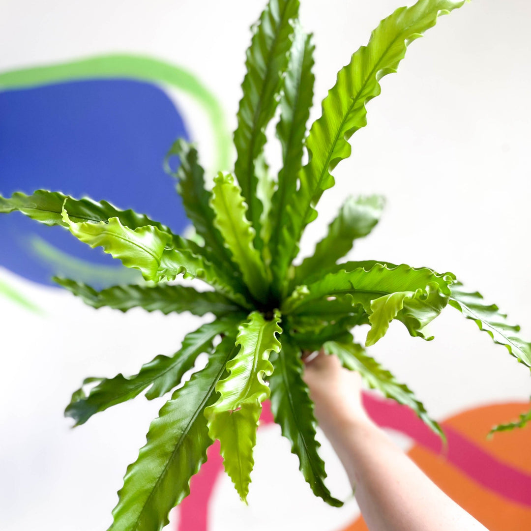 Japanese Bird's Nest Fern - Asplenium antiquum 'Osaka' – Sprouts of Bristol