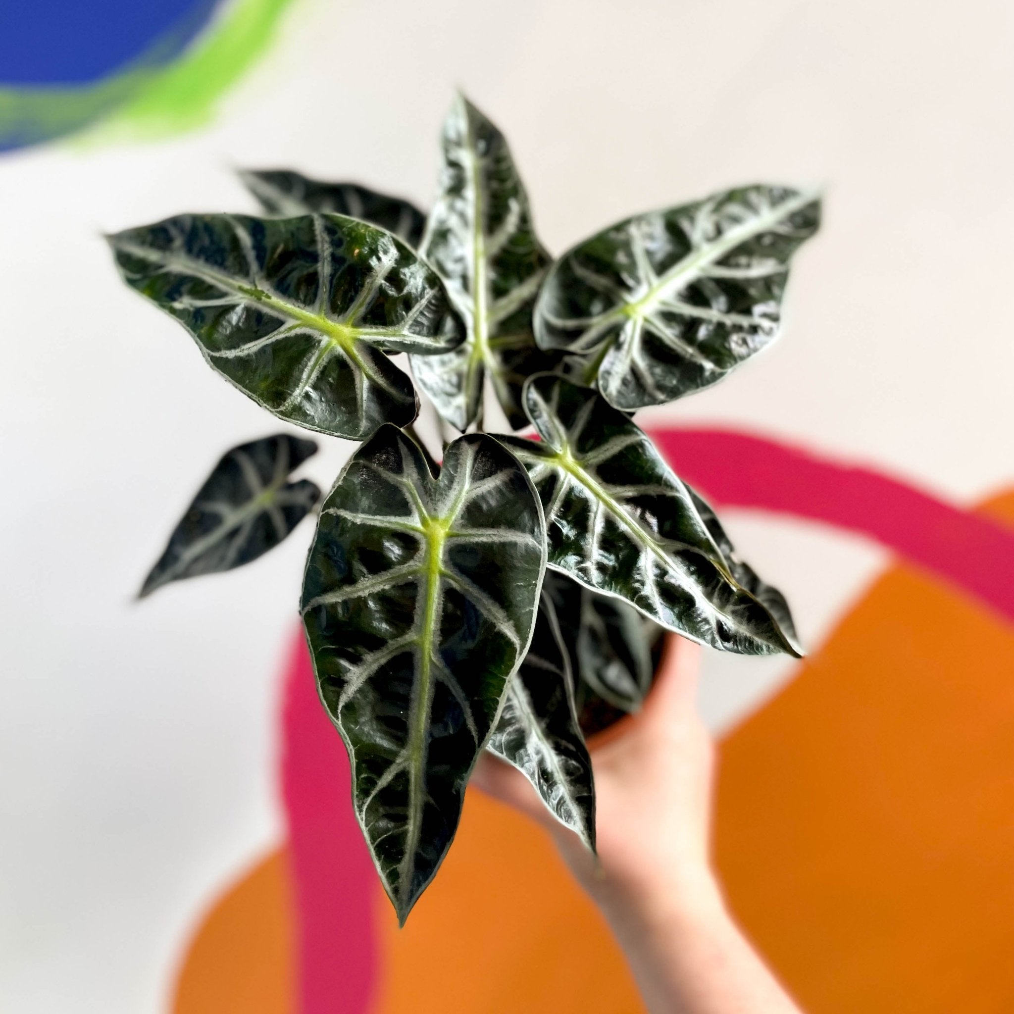 Jewel Alocasia - Alocasia amazonica 'Bambino Arrow' - British Grown ...