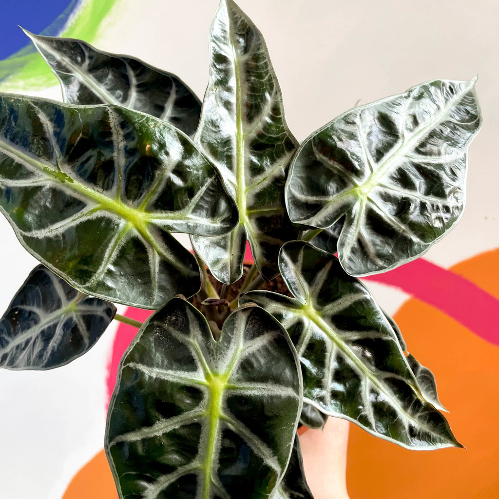 Jewel Alocasia - Alocasia amazonica 'Bambino Arrow' - British Grown ...