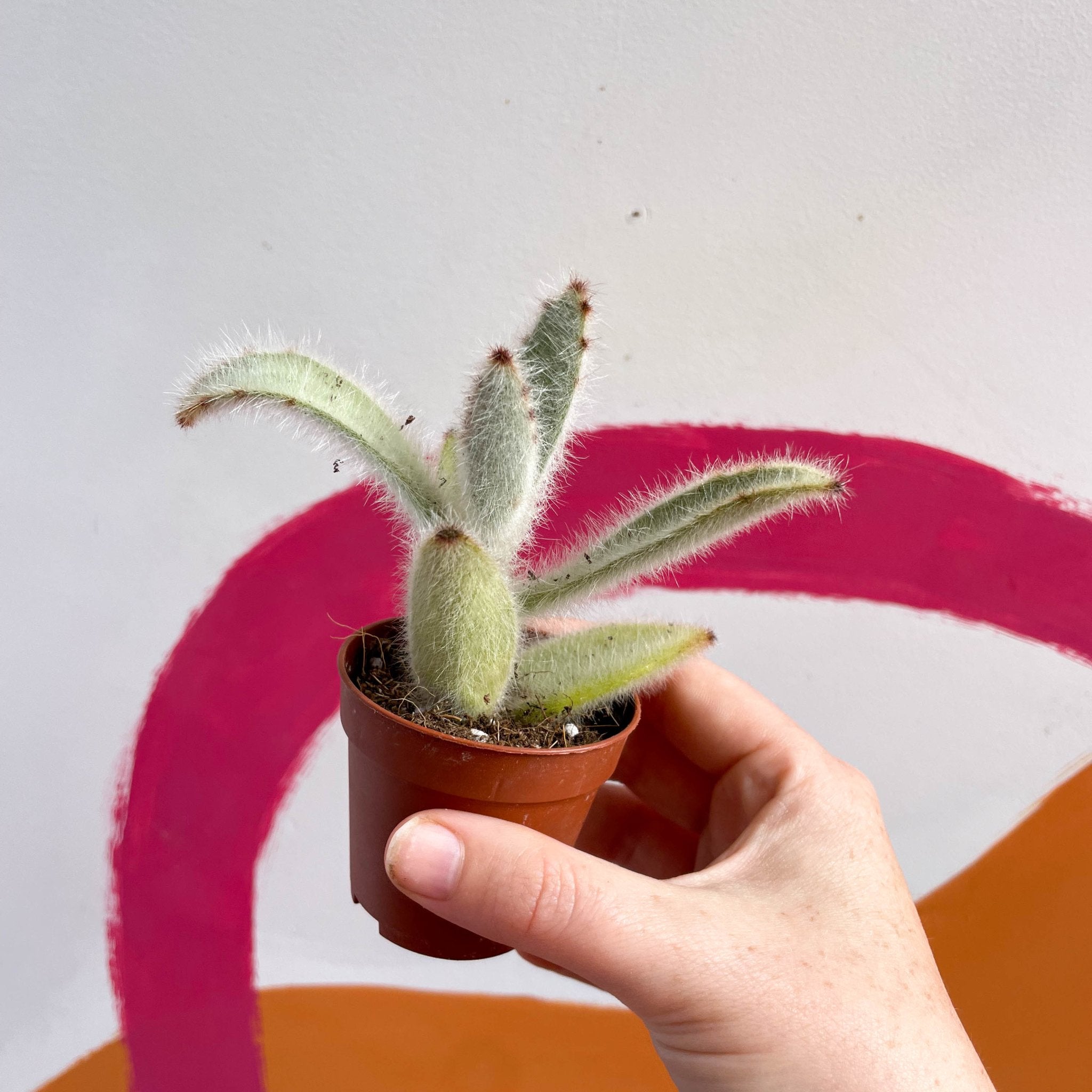 Kalanchoe vilosa – Sprouts of Bristol