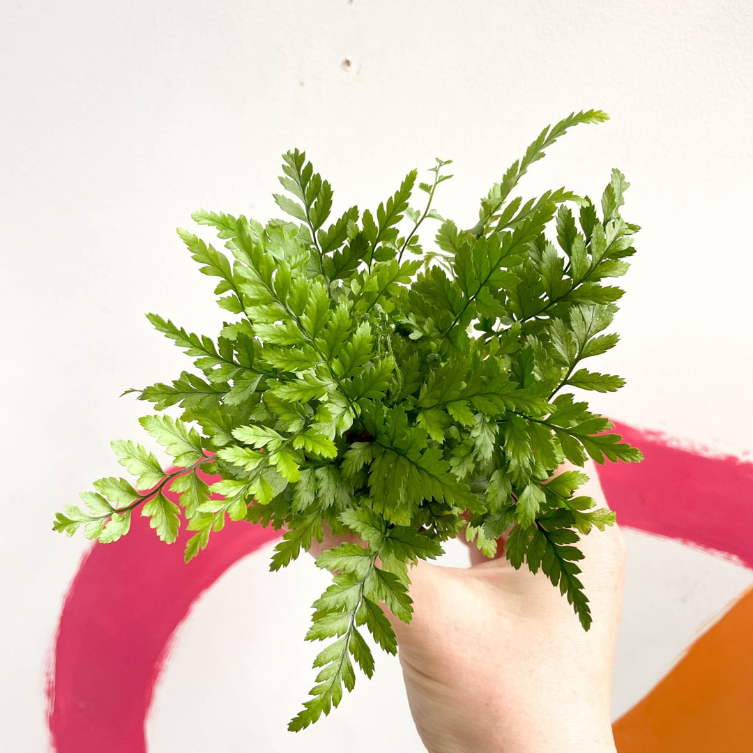 Polystichum tsussimense - Korean Rock Fern – Sprouts of Bristol