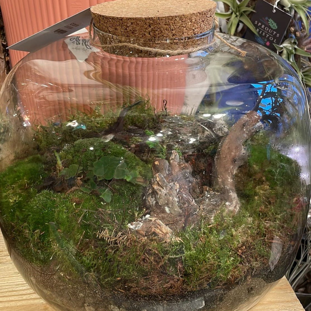 Large Closed Bowl - Bioactive Terrarium – Sprouts of Bristol