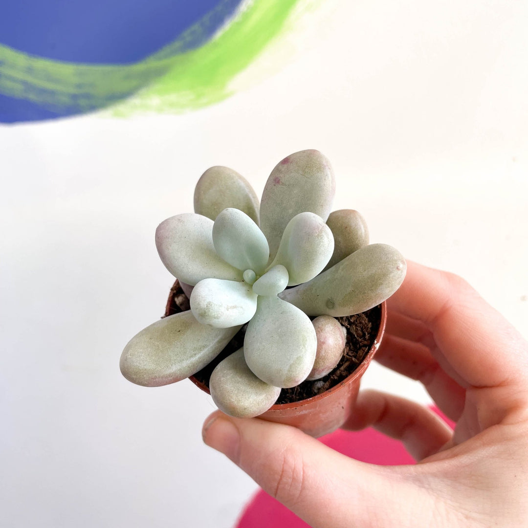 Lavender Moonstone - Pachyphytum oviferum 'Momobijin' – Sprouts of Bristol