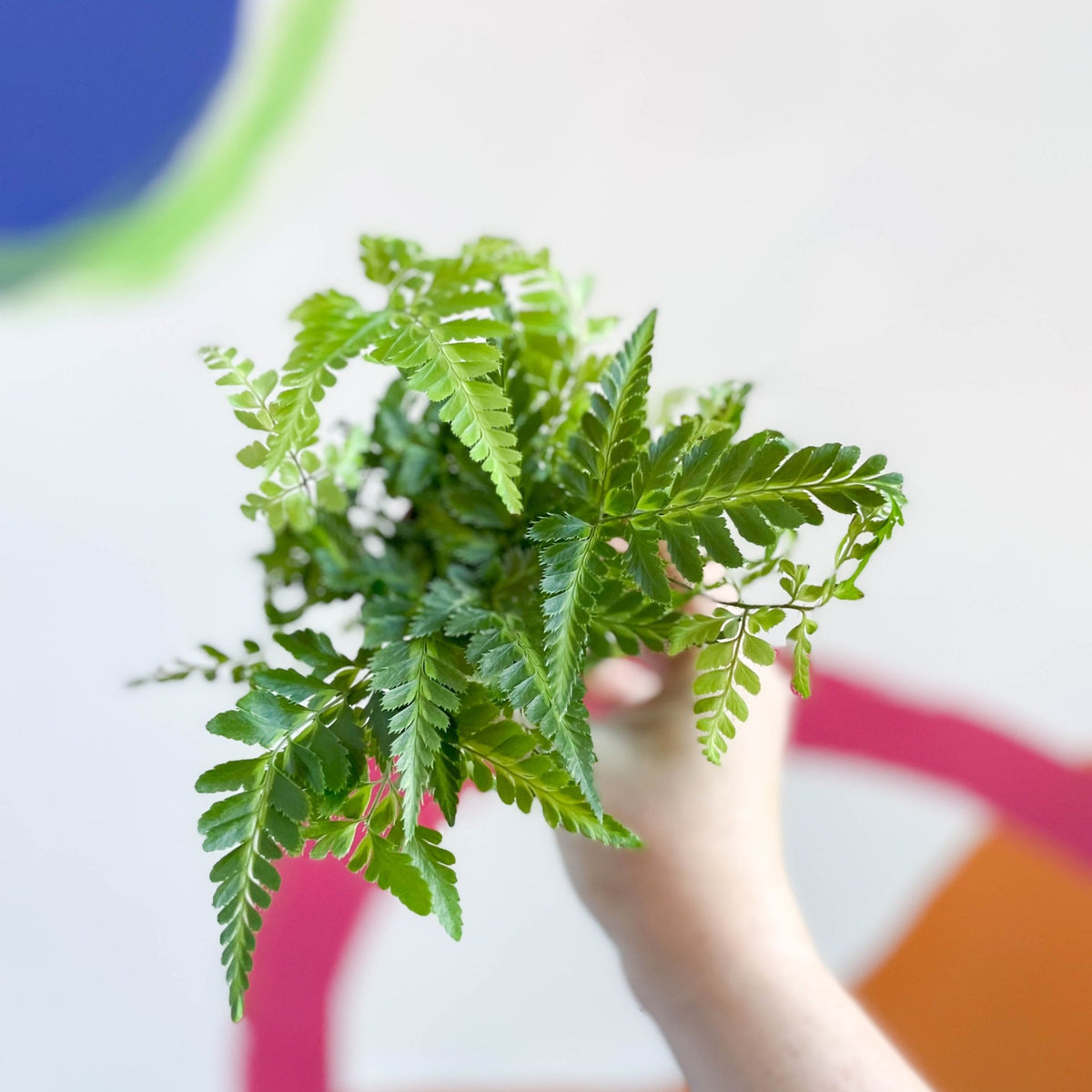 Leatherleaf Fern - Rumohra adiantiformis ‘Variegata’ – Sprouts of Bristol