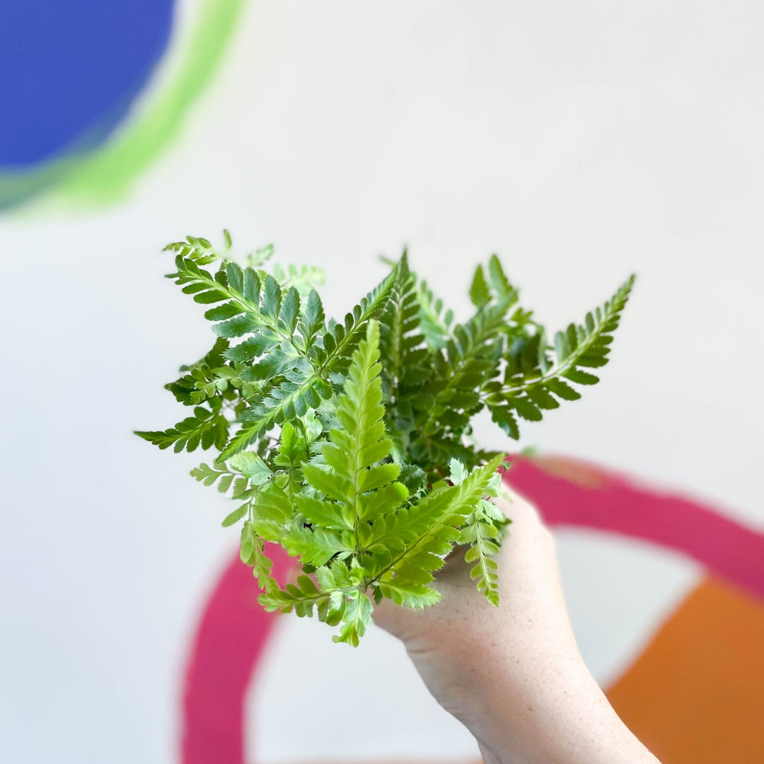 Leatherleaf Fern - Rumohra adiantiformis ‘Variegata’ – Sprouts of Bristol
