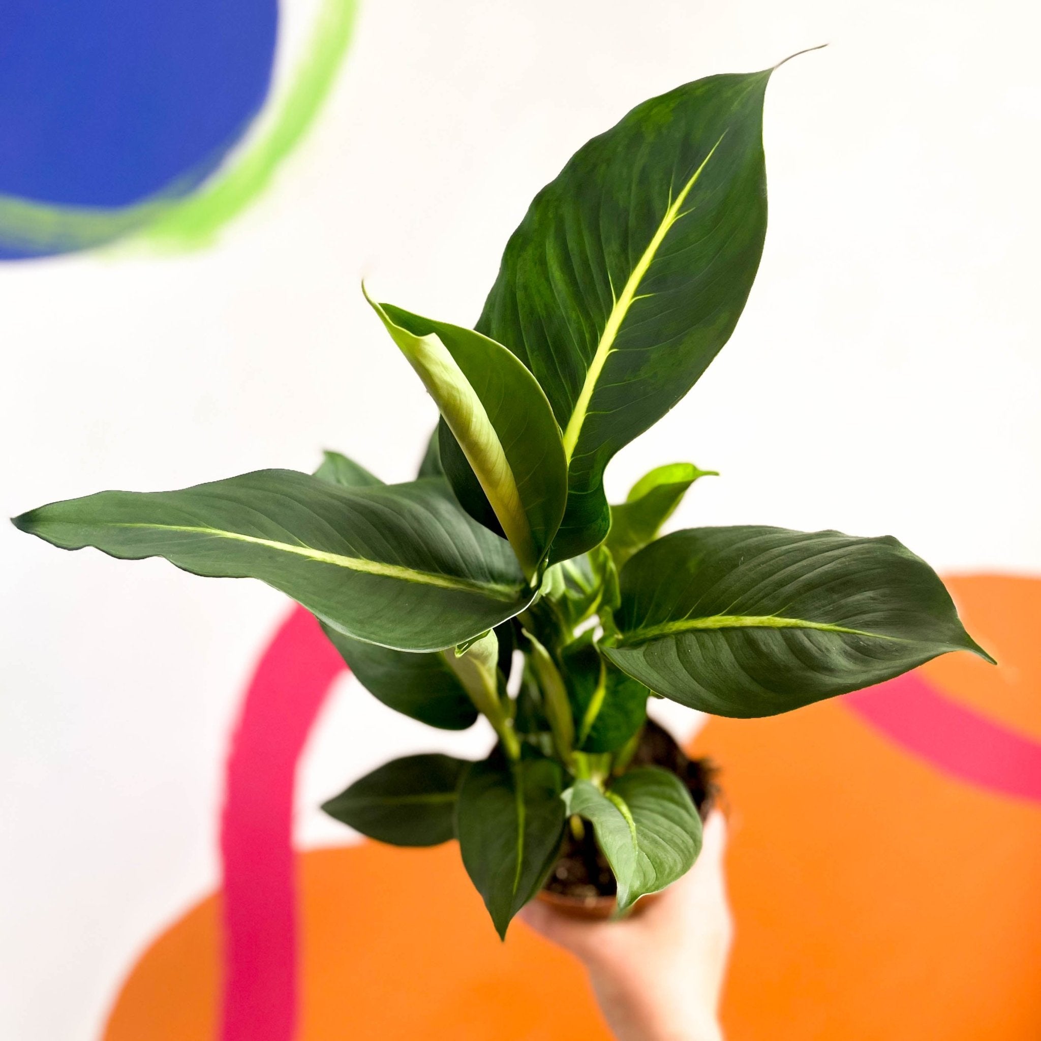Leopard Lily - Dieffenbachia 'Green Magic' – Sprouts of Bristol