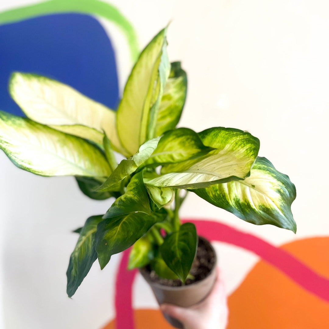 Leopard Lily - Dieffenbachia 'Marianne' - British Grown – Sprouts of ...