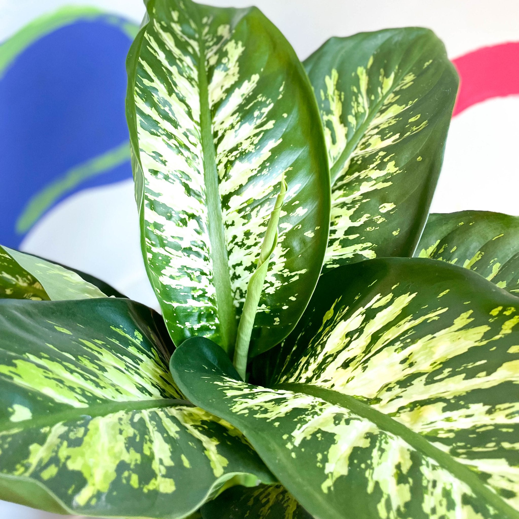 Leopard Lily - Dieffenbachia 'Tropic Snow' – Sprouts of Bristol