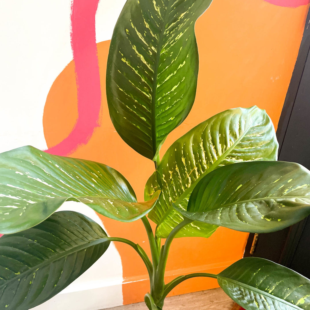 Leopard Lily - Dieffenbachia 'Tropic Snow' - British Grown – Sprouts of ...