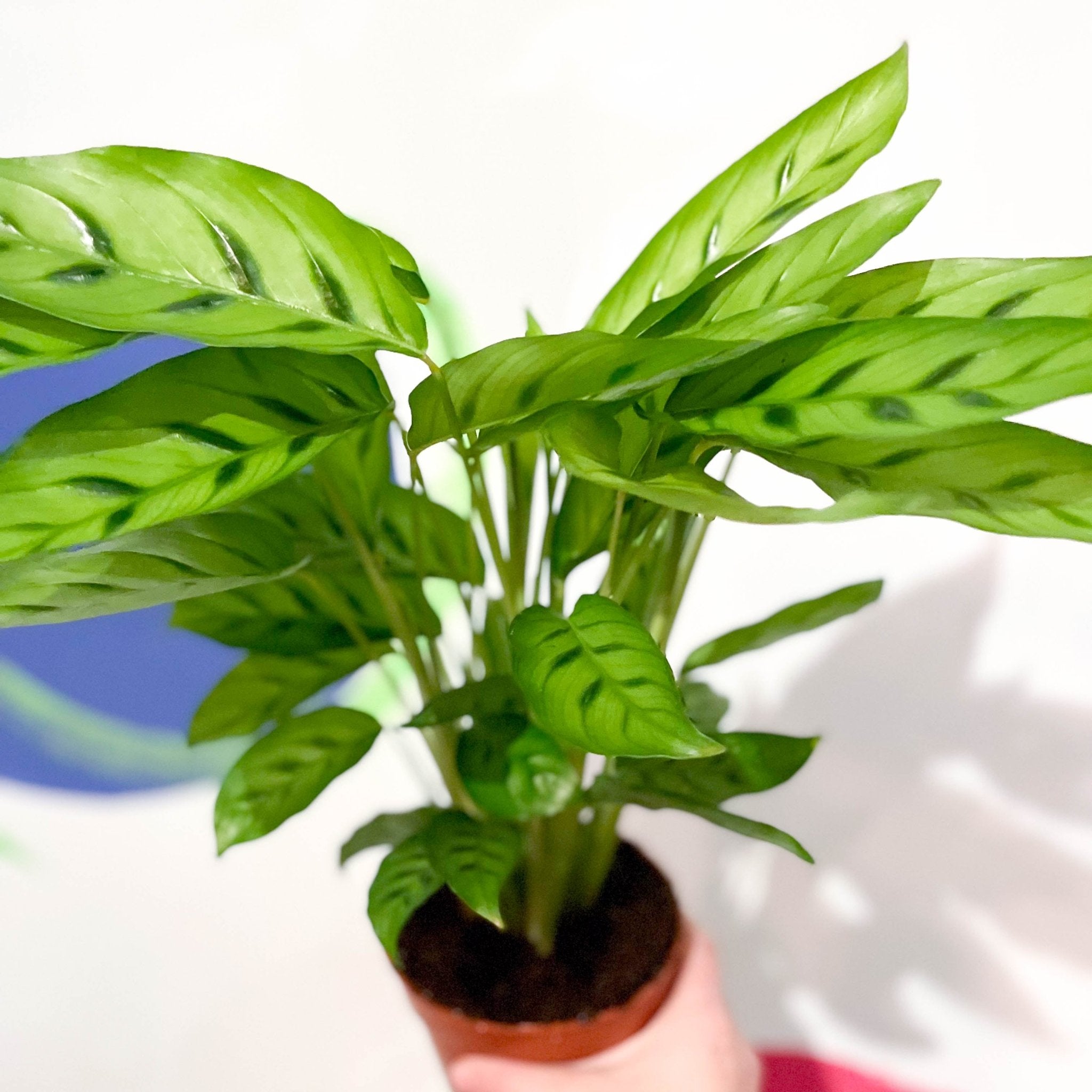 Calathea leopardina - Leopard Plant – Sprouts of Bristol