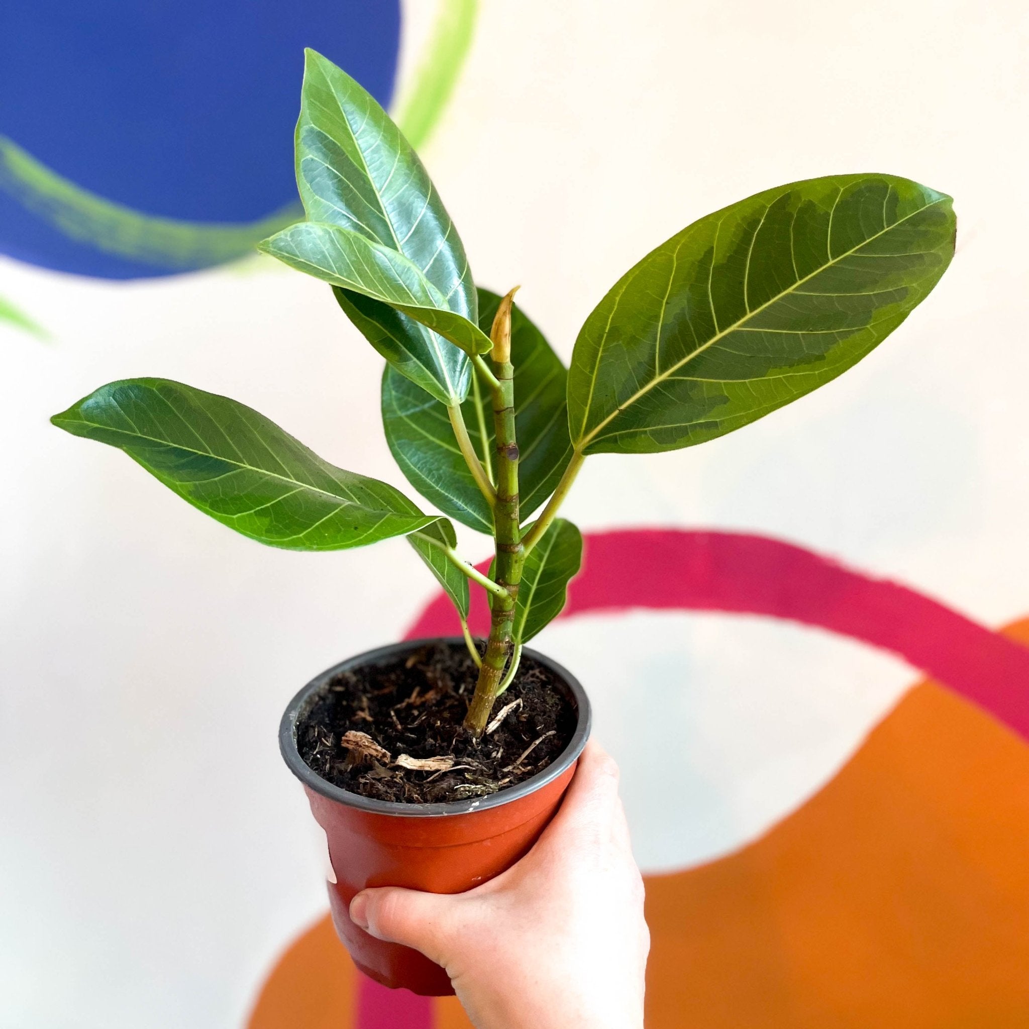 Lofty Fig - Ficus altissima - British Grown – Sprouts of Bristol