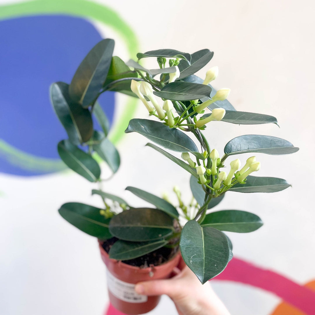 Stephanotis floribunda - Madagascar Jasmine – Sprouts of Bristol