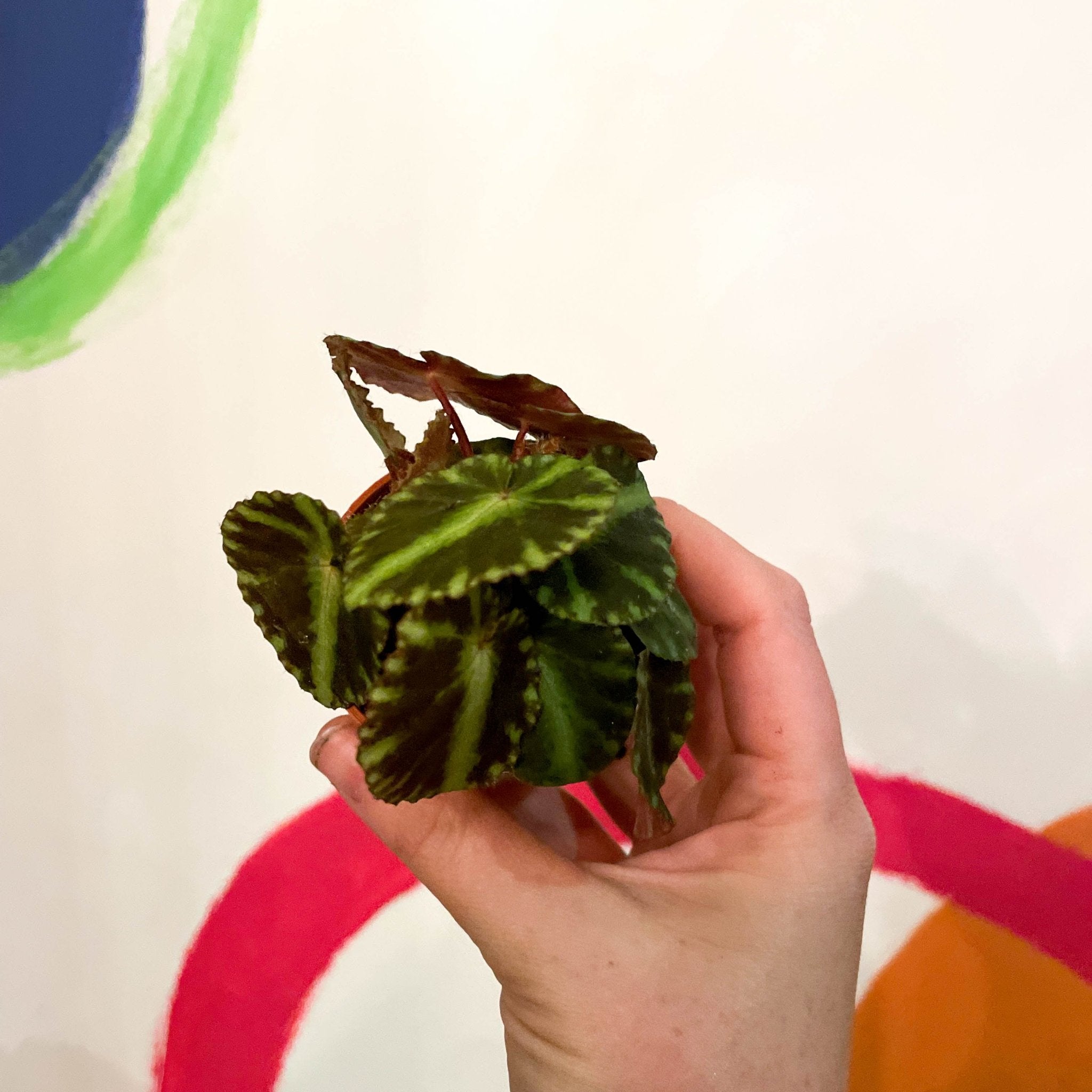 Maple Leaf Begonia - Begonia cleopatrae – Sprouts of Bristol