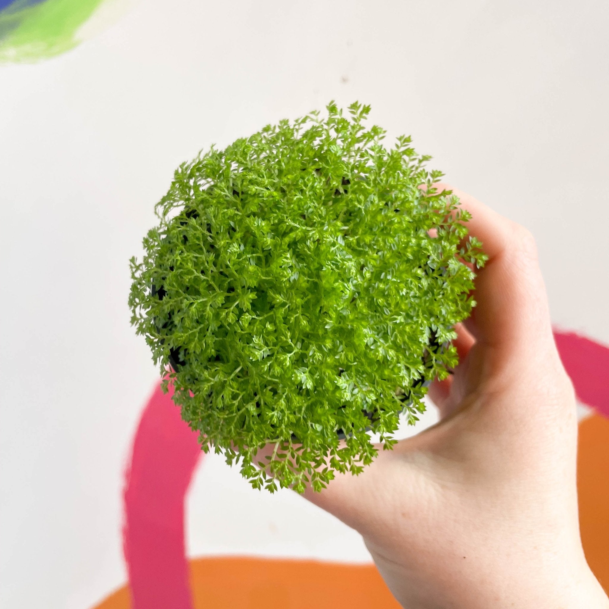 Meadow Spikemoss - Selaginella apoda – Sprouts of Bristol