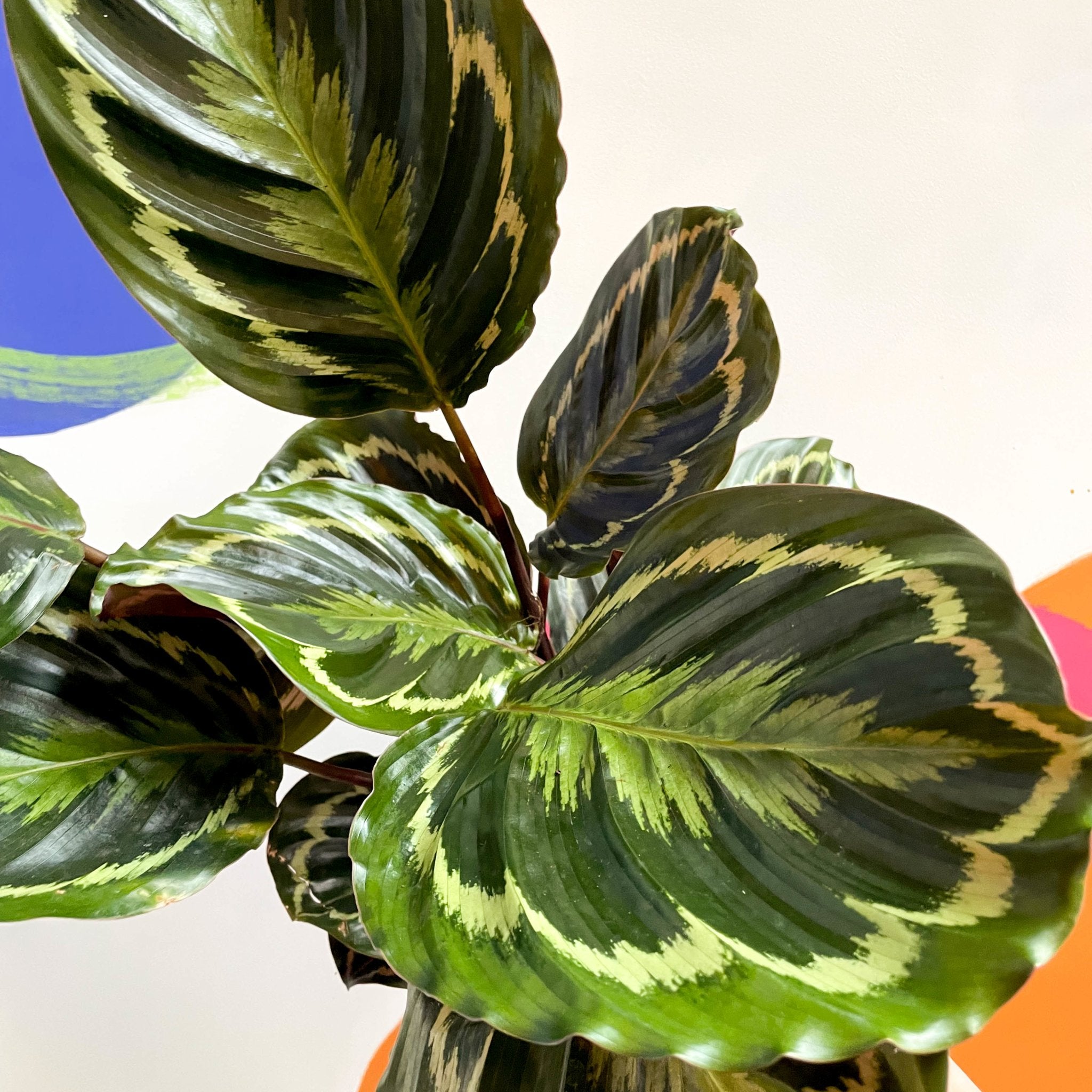 Medallion Calathea - Calathea roseopicta 'Medallion' - British Grown ...