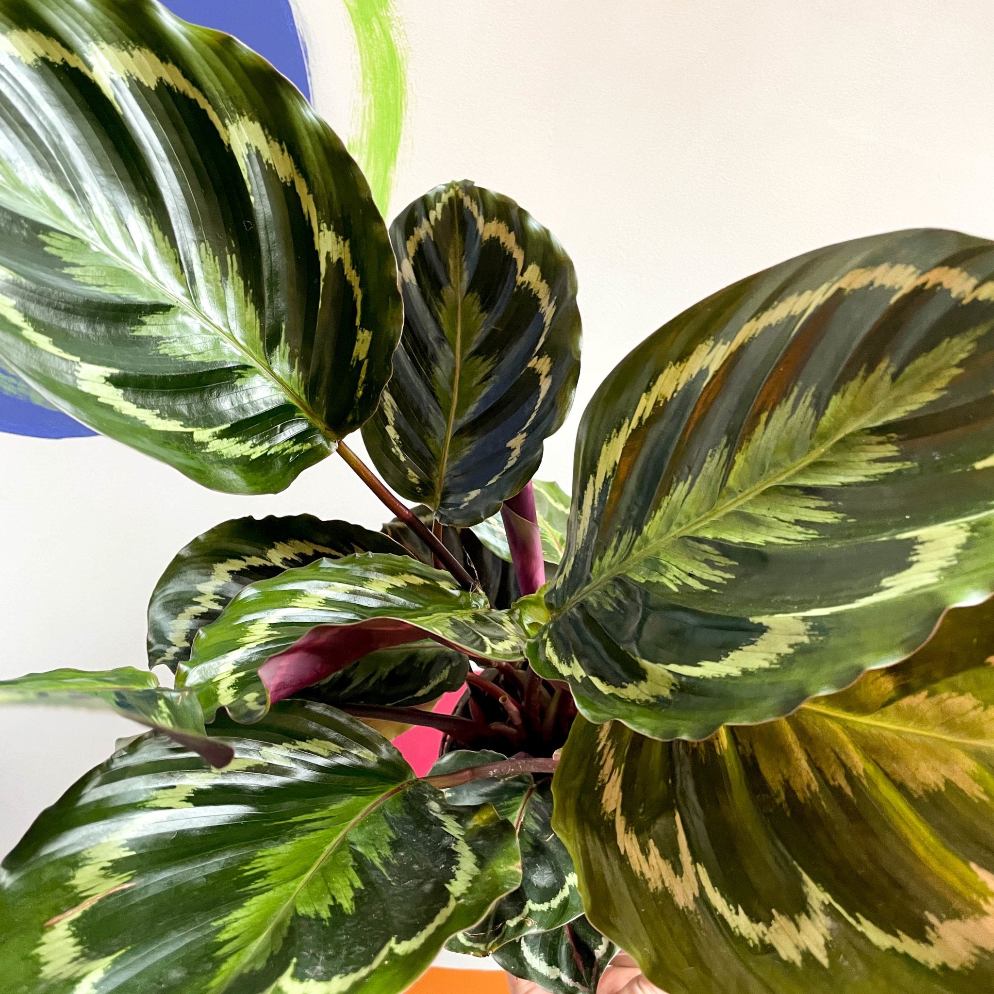 Medallion Calathea - Calathea roseopicta 'Medallion' - British Grown ...