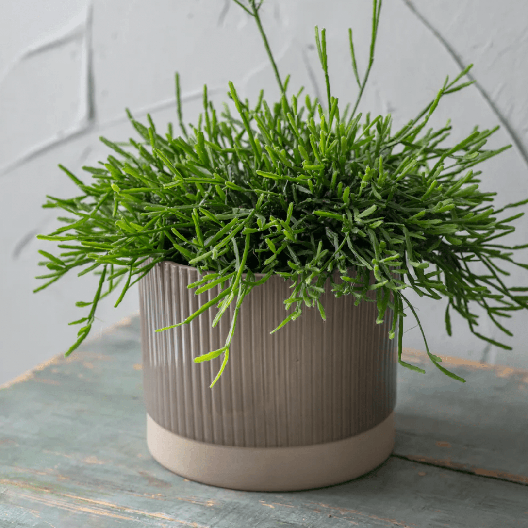 Milton Pot – Sprouts of Bristol