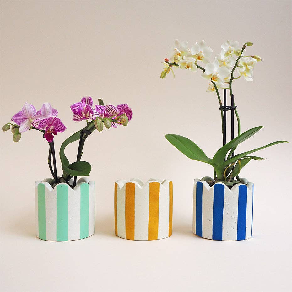 Mint Green Stripy Scalloped Pot – Sprouts of Bristol