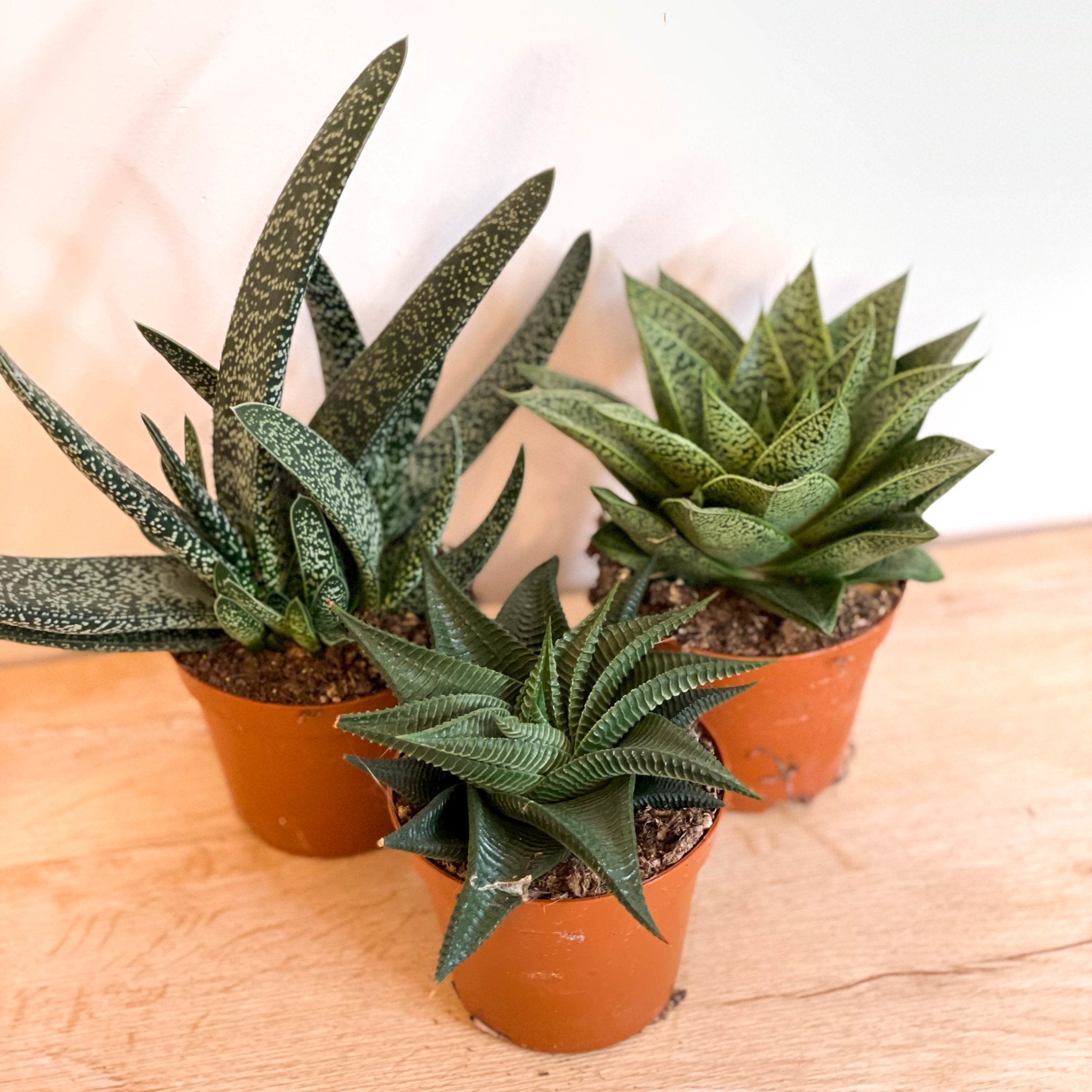 Mixed Aloe – Sprouts of Bristol
